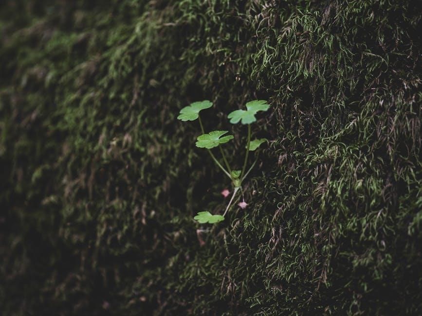 Tree Seed Pod Identification Guide | StuartBroz